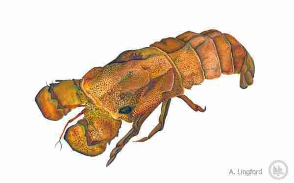 Guia Completo do Marisco Português - Amass. Cook.