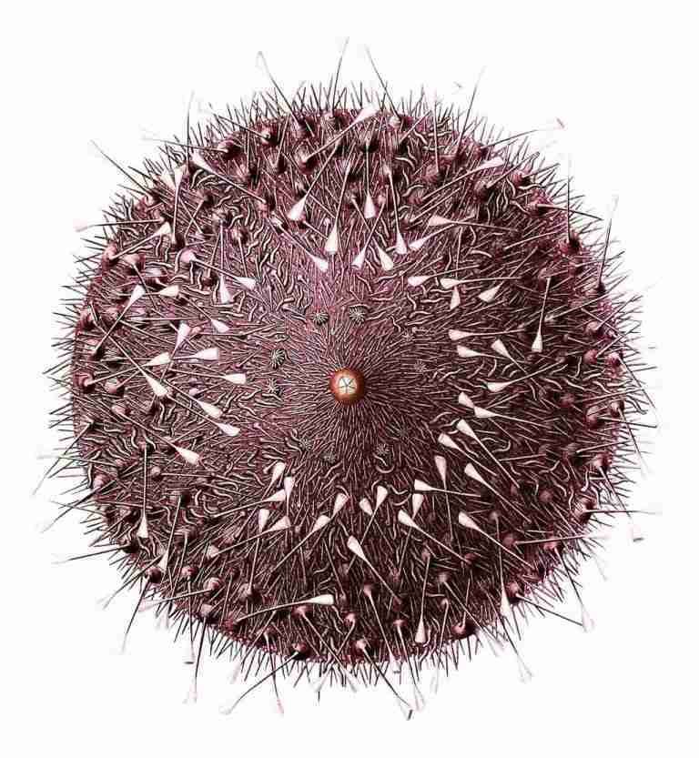 Portuguese Seafood: A Complete Guide - Amass. Cook.