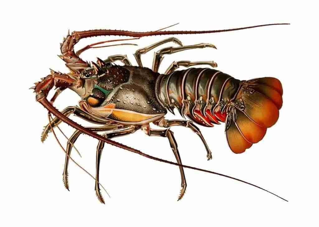 Portuguese Seafood: A Complete Guide - Amass. Cook.