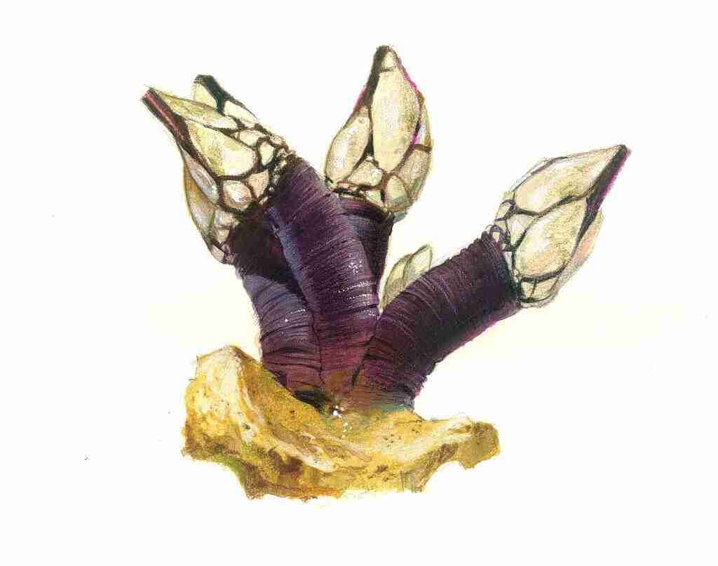Portuguese Seafood: A Complete Guide - Amass. Cook.