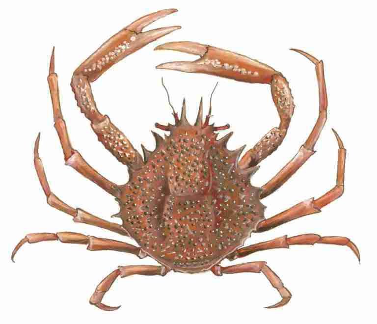 Portuguese Seafood: A Complete Guide - Amass. Cook.
